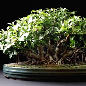How the art of bonsai made this YouTuber famous | RNZ