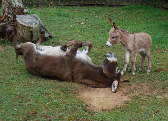 Dinky donkeys in high demand | RNZ