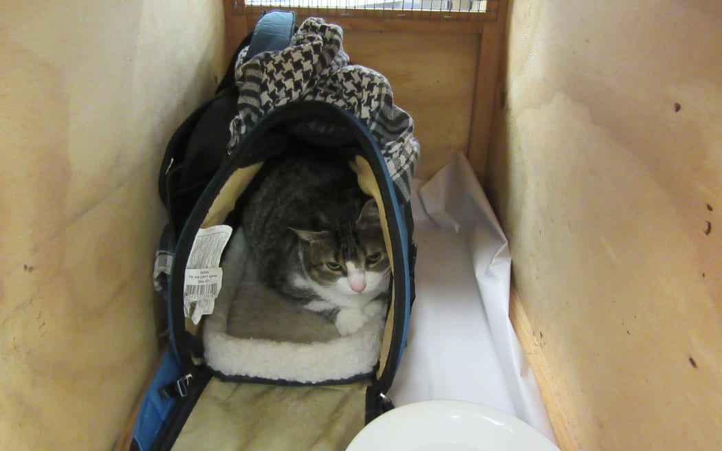 Woman caught smuggling cat into NZ in handbag | RNZ News