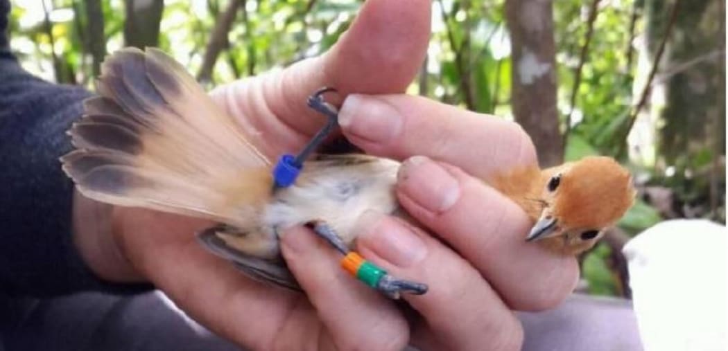 Conservation efforts in Cooks bring Kakerori back from brink | RNZ