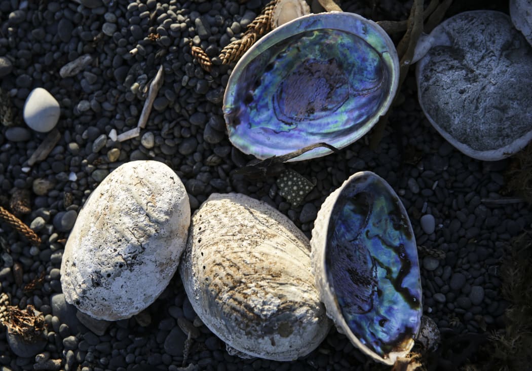 Dozens spotted taking pāua from marine reserve near Kaikōura | RNZ News