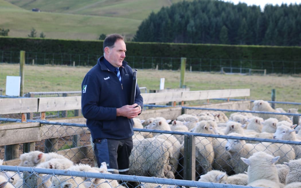 Seasoned livestock saleyards still serving local farmers | RNZ