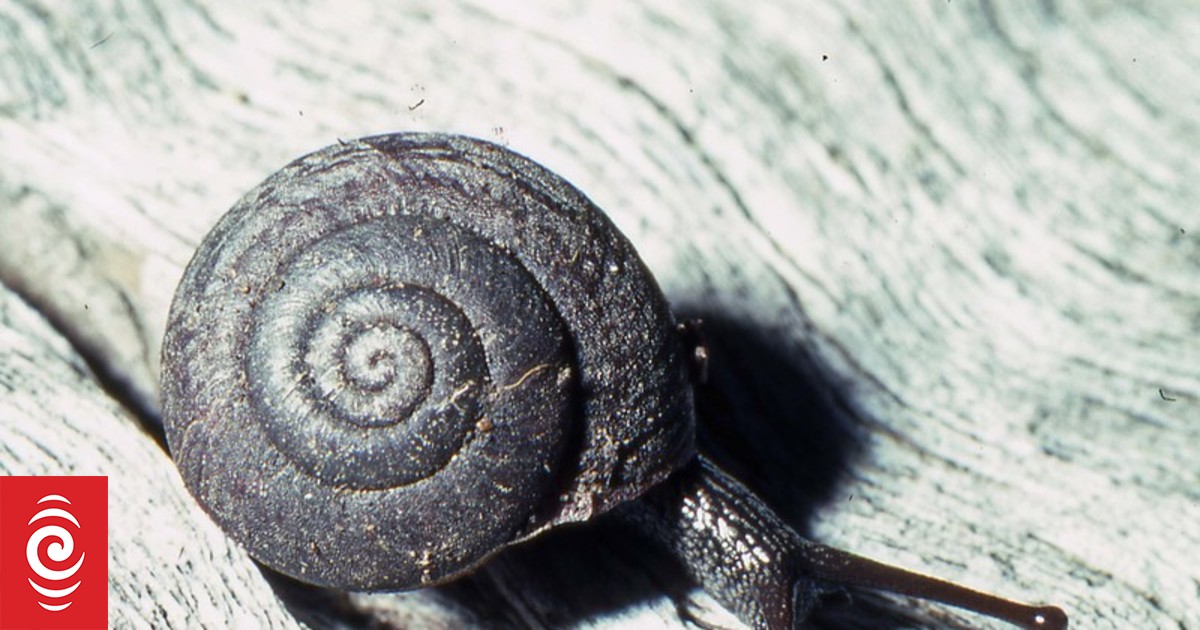 On the trail of snails | RNZ