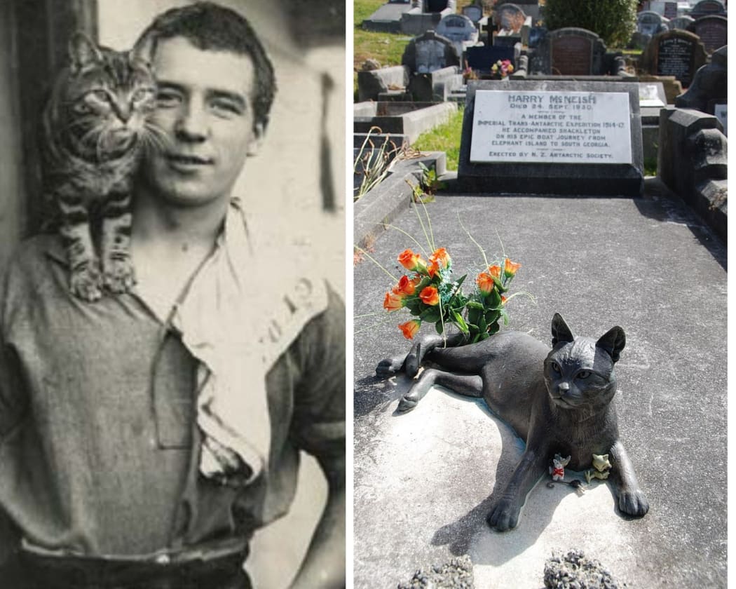 Shackleton's Cat | RNZ