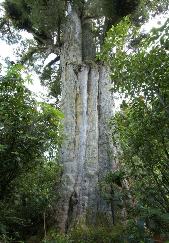 Decades photographing NZ native trees | RNZ