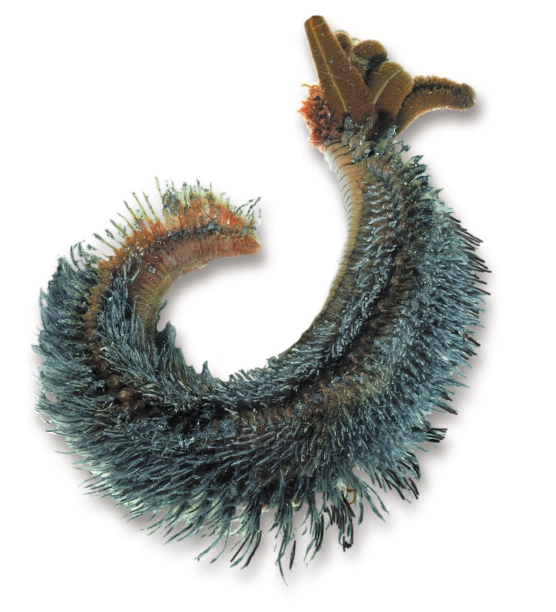 Craig Cary: studying extreme bacteria | A Gallery from Saturday Morning ...