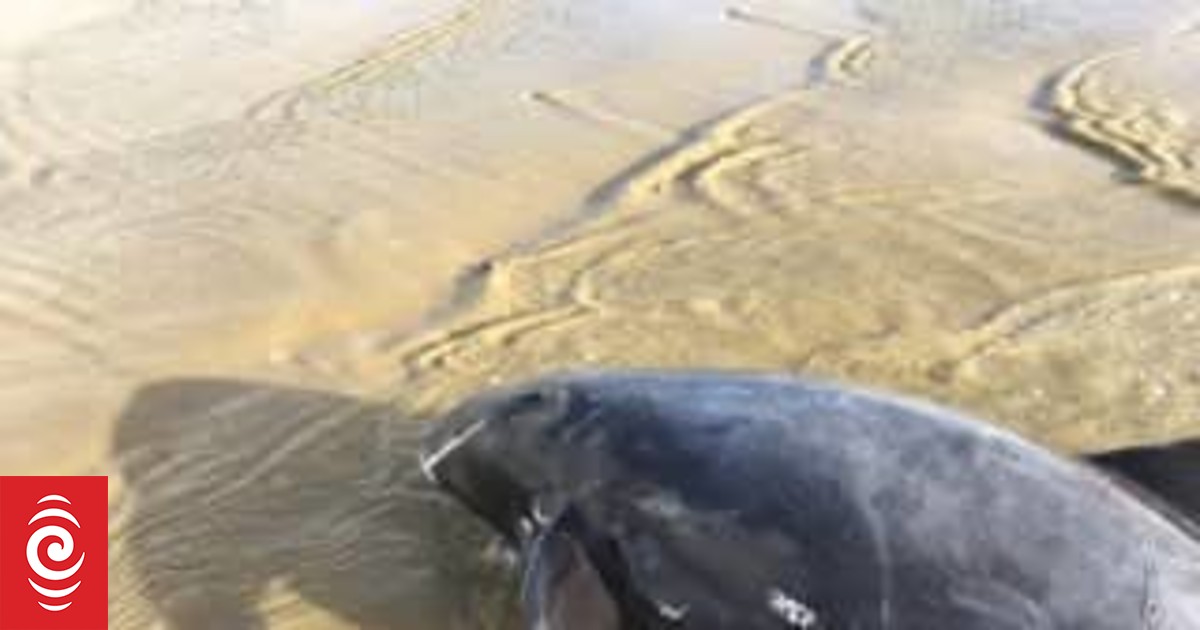 Whale rescue efforts bring 'overwhelming' emotions | RNZ News