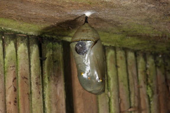Citizen scientists enlisted to help monarch butterflies | RNZ