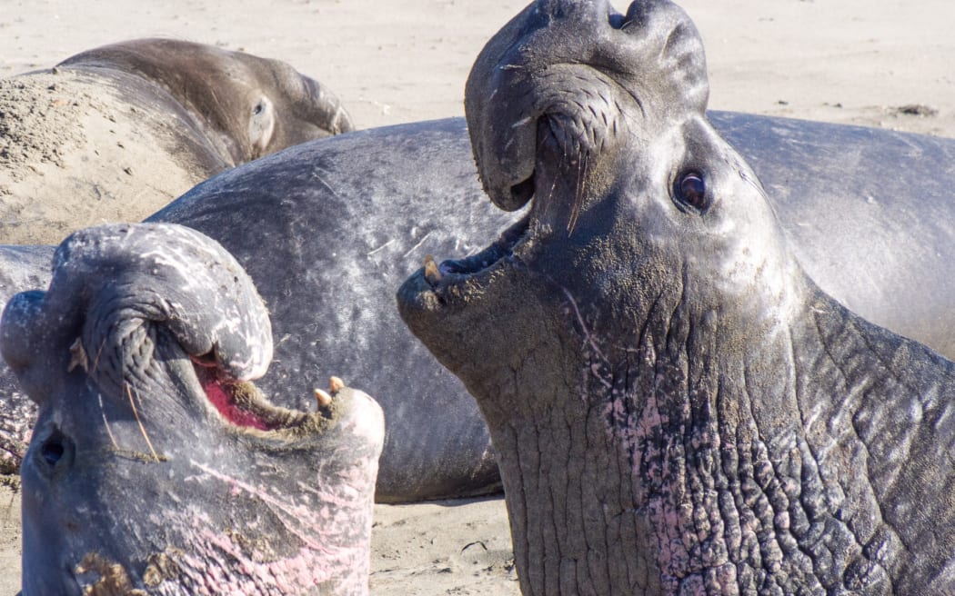 Sleeping elephant seals fall through ocean's depths, and some even nap ...