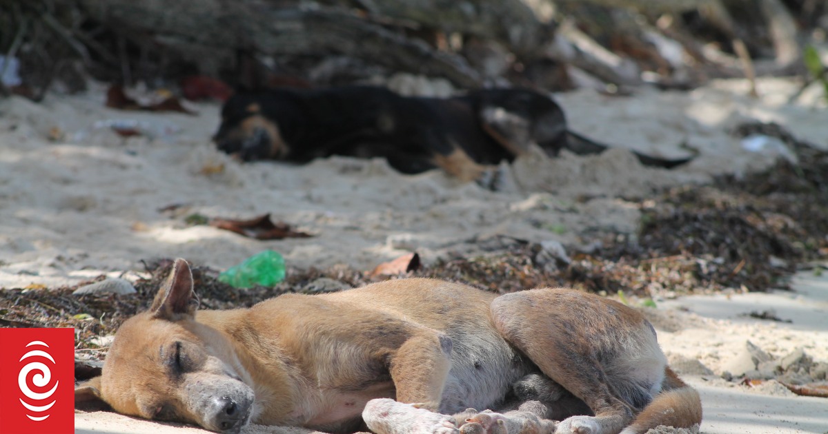 New shelter set up for Samoa's stray dogs | RNZ News
