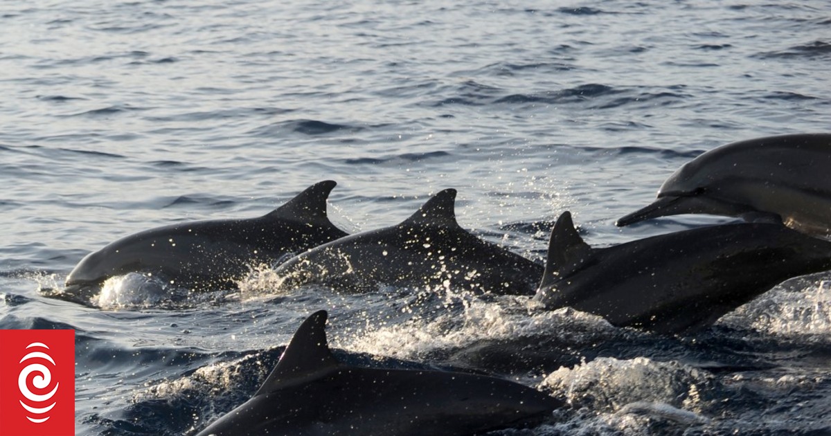 Drama and tension in dolphin mating documentary scene upset child ...