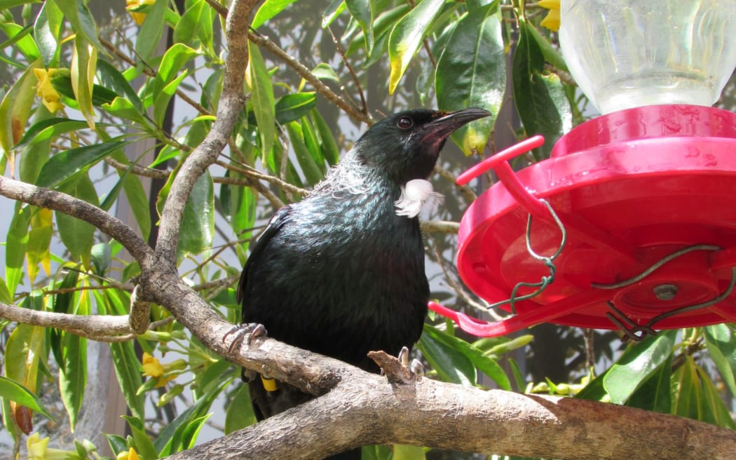 Tui population soars | RNZ News