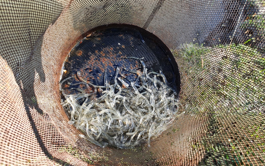 A day out whitebaiting - 'It's just what we've always done' | RNZ