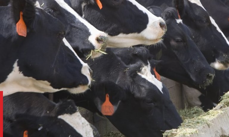 Undercover Cows | RNZ