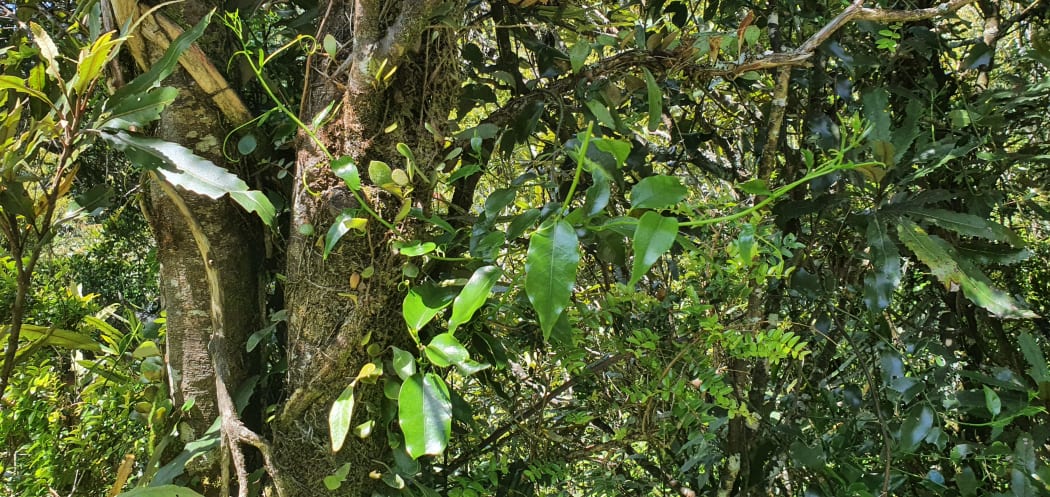Epiphytes - high-rise plants | RNZ