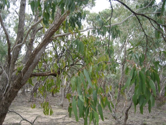 Parasitic plants | A Gallery from Nights | RNZ National