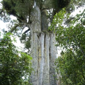 Decades photographing NZ native trees | RNZ