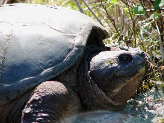 Snapping Turtles | A Gallery from Afternoons | RNZ National