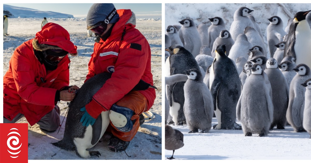 The woman who hugs penguins | RNZ