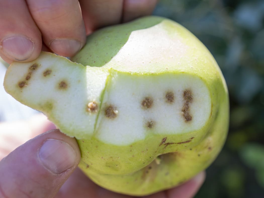 Enemy #1 - brown marmorated stink bug | RNZ