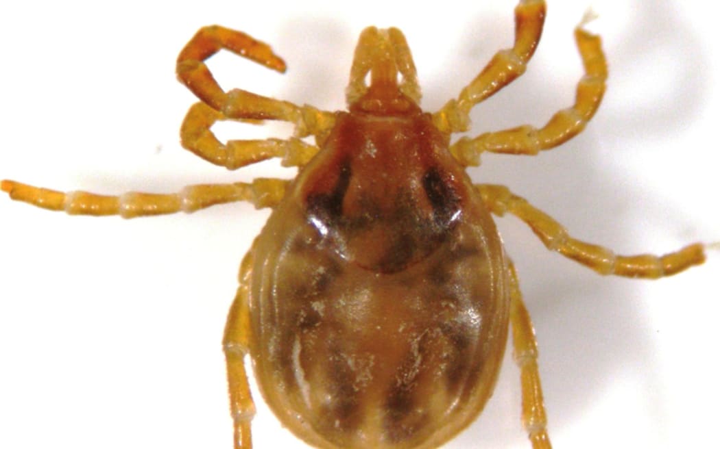 Critter of the Week: the Kiwi tick | RNZ