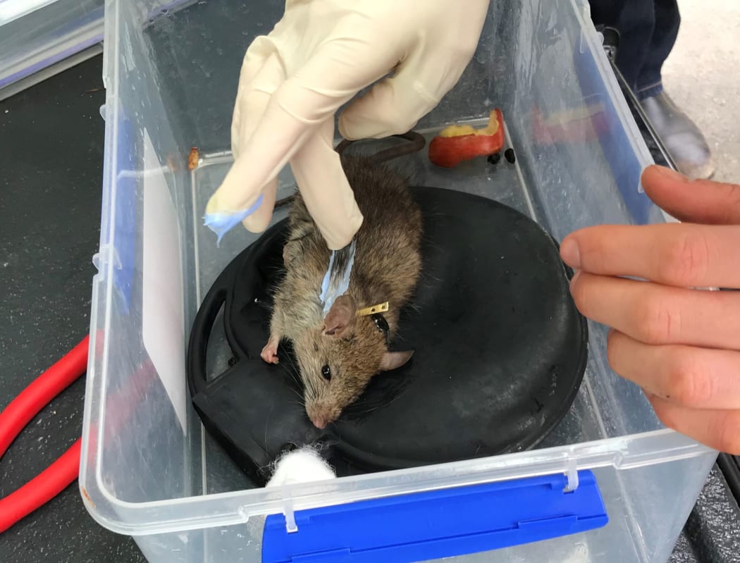 Tracking inner city rats | RNZ
