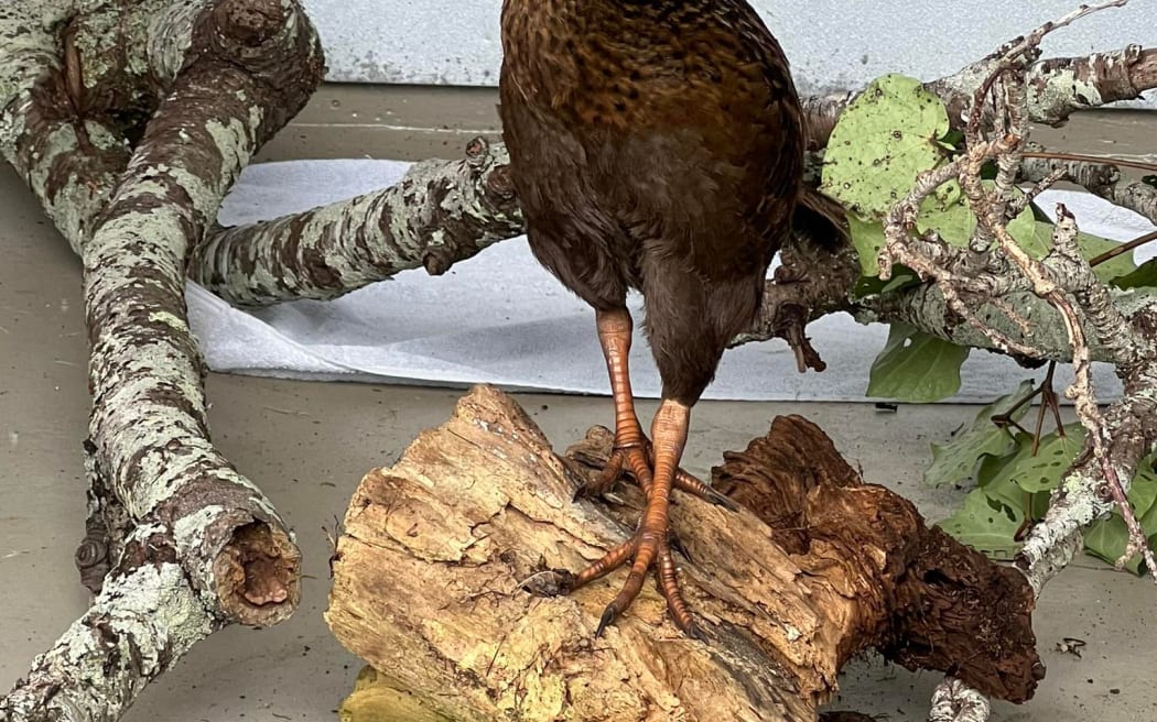 Mystery surrounds weka discovered in Taranaki, a bird not seen in ...