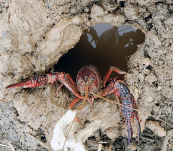 The Evolution Underground: Burrows, Bunkers and the Marvelous ...