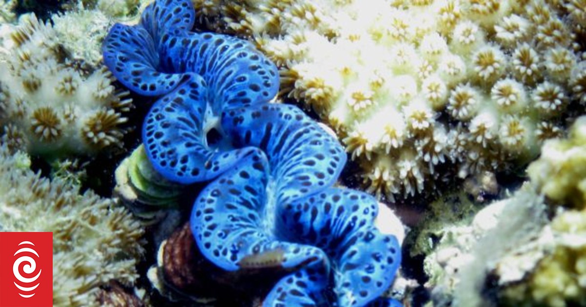 Giant clams on the brink of extinction in Pacific | RNZ News