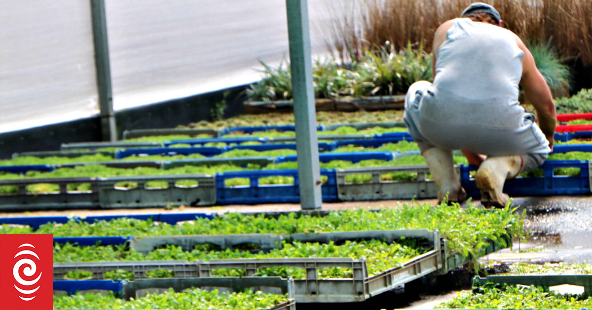 Prisoners raise thousands of trees for Matariki planting project | RNZ