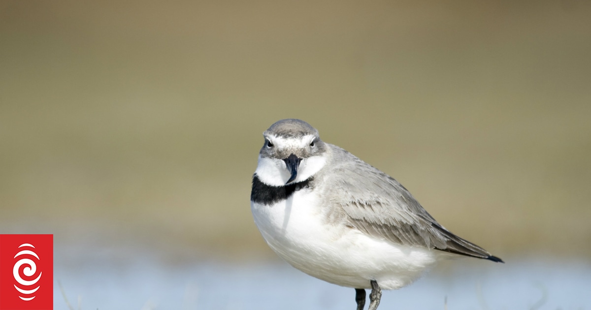 New Zealand's 50 top birdwatching sites | RNZ