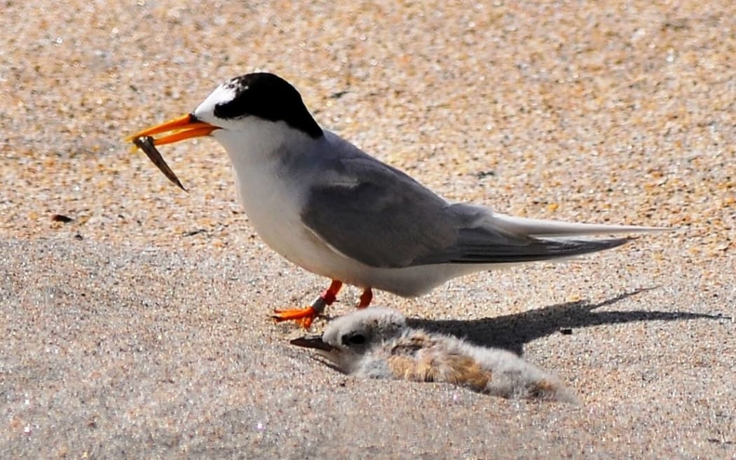 Early nesting raises hopes for fairy terns | RNZ News