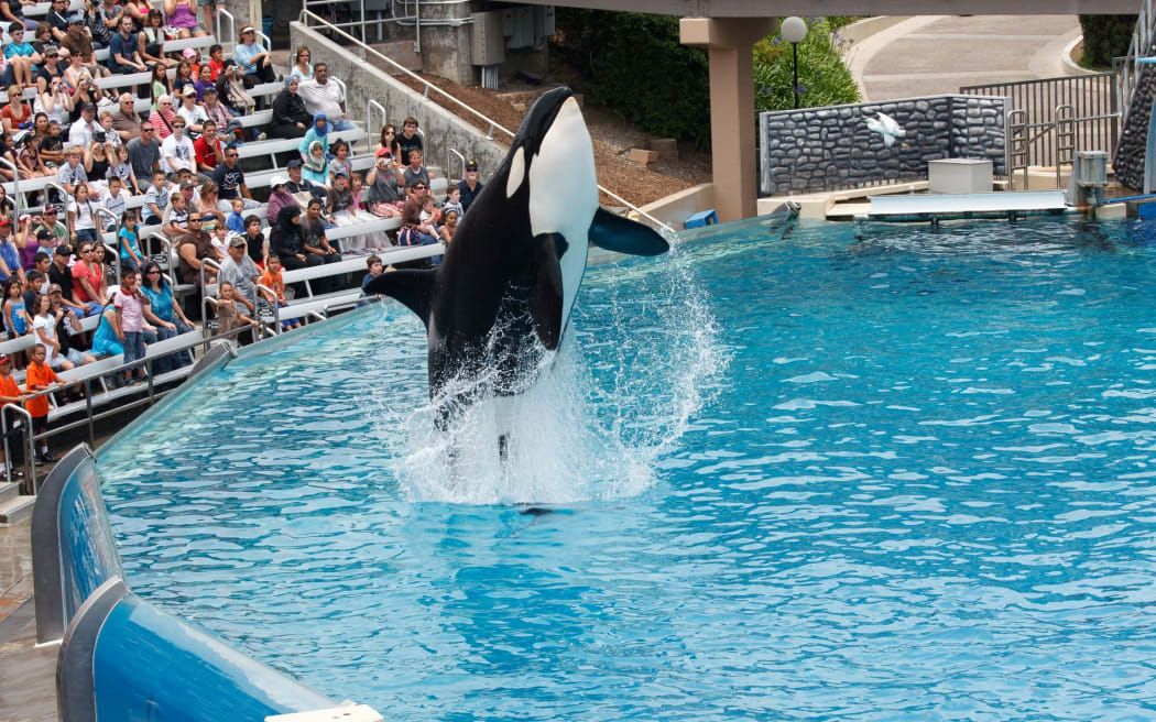 SeaWorld to stop breeding orca whales | RNZ News