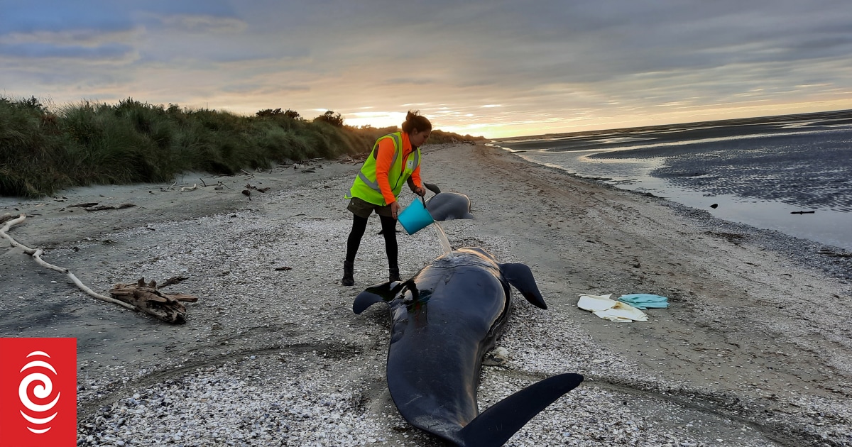 Rescuers work to save whale at scene of mass stranding | RNZ News