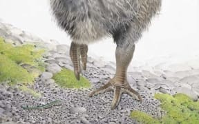 Moa sightings: from the incredible to the... credible? | RNZ