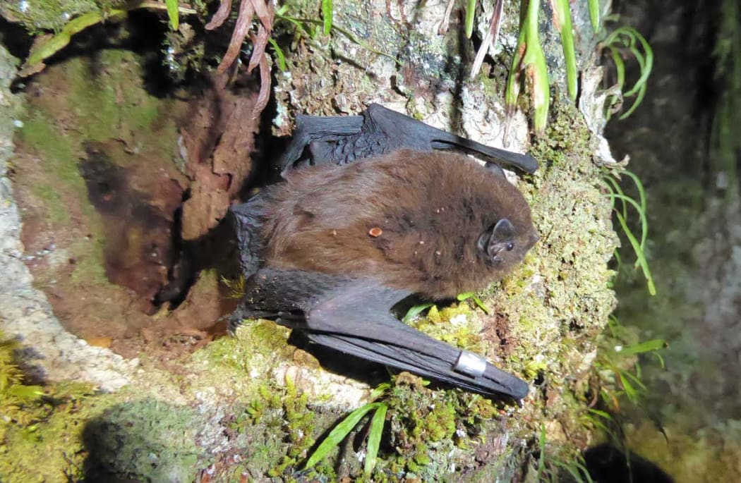 Waka Kotahi plans to fill in bats' roosts to force them to relocate ...