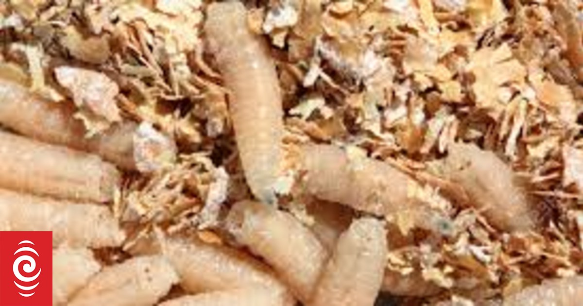 Small scale maggot farming success on our shores | RNZ