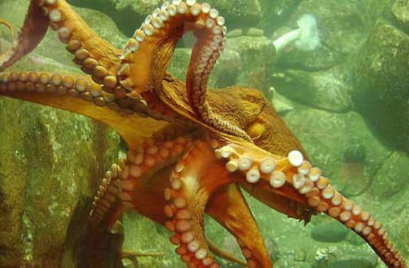New Zealand octopus | A Gallery from Afternoons | RNZ National