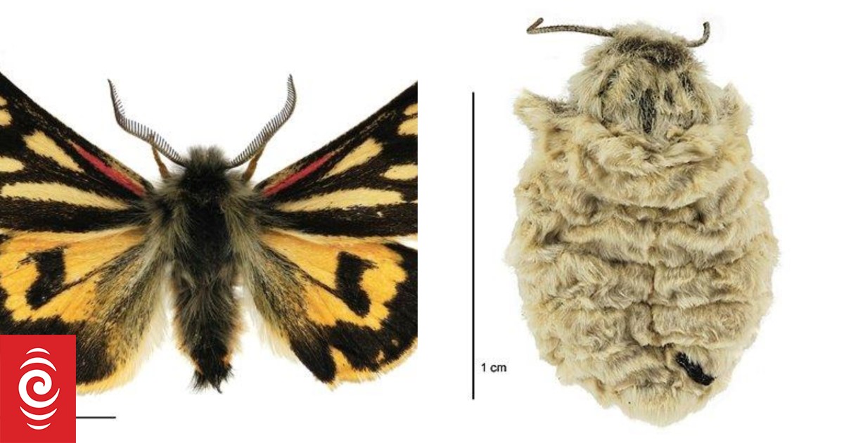 Critter of the Week Alpine Tiger Moth | RNZ
