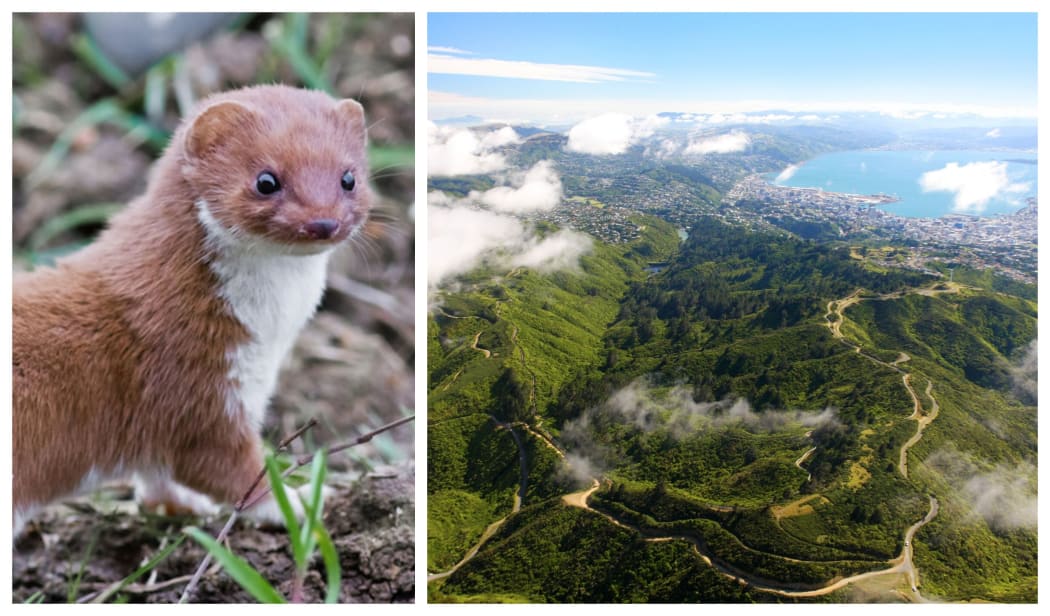 Weasel spotted at Zealandia | RNZ
