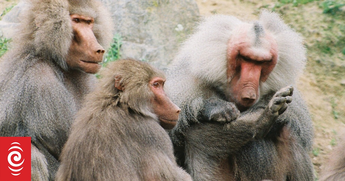 Wellington Zoo defends decision to put down unruly baboons | RNZ
