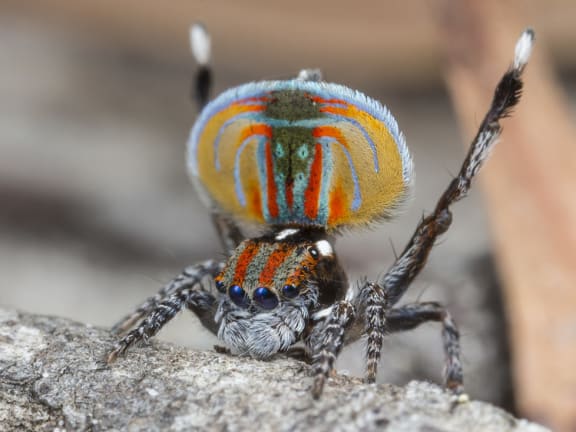 Jurgen Otto's peacock spiders | A Gallery from Afternoons | RNZ National