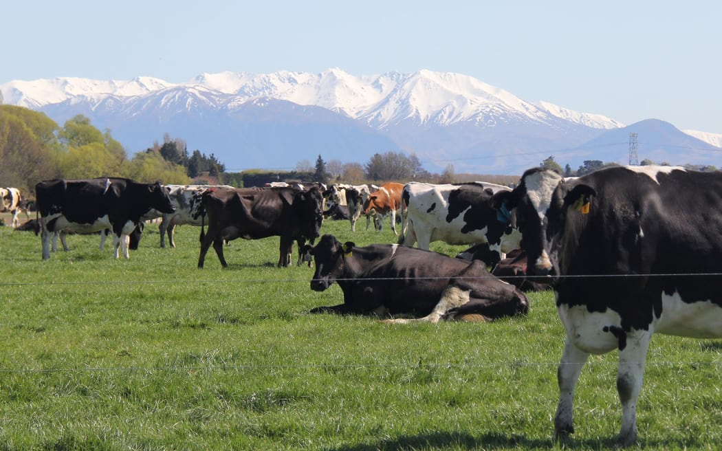 Mid-Canterbury farms: M bovis eradication ‘not dependent on knowing ...