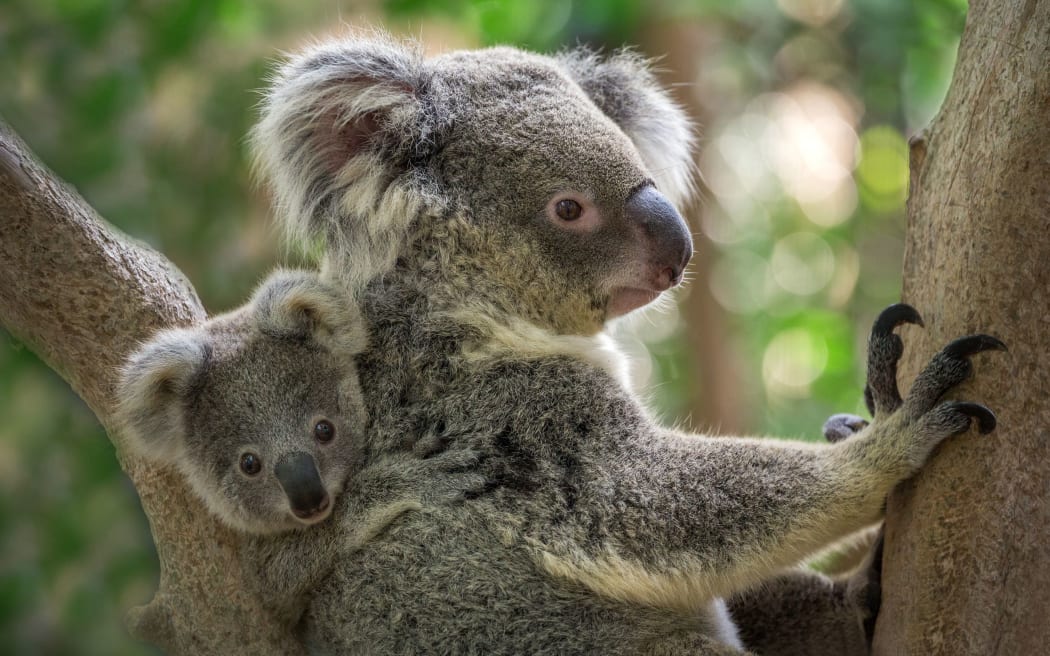 A year on from Black Summer fires, drones enlisted to help save koalas ...