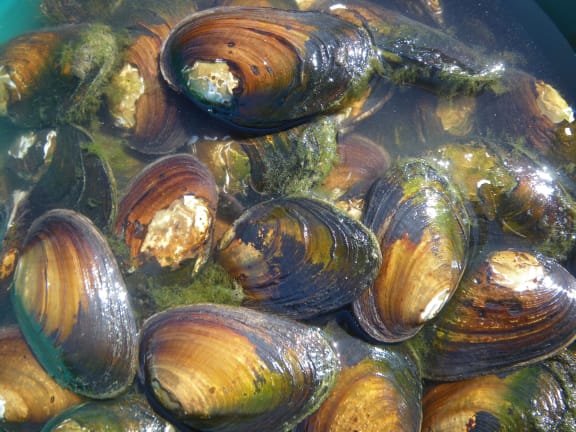 Critter of the Week: the Kakahi | RNZ