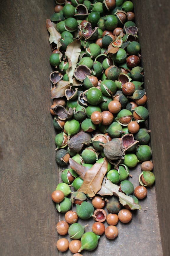 Macadamias | A Gallery from Country Life | RNZ National