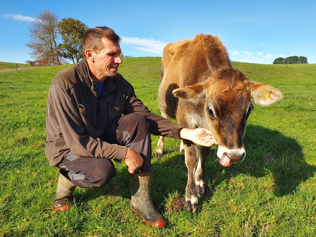 Happy cow, happy customers | RNZ