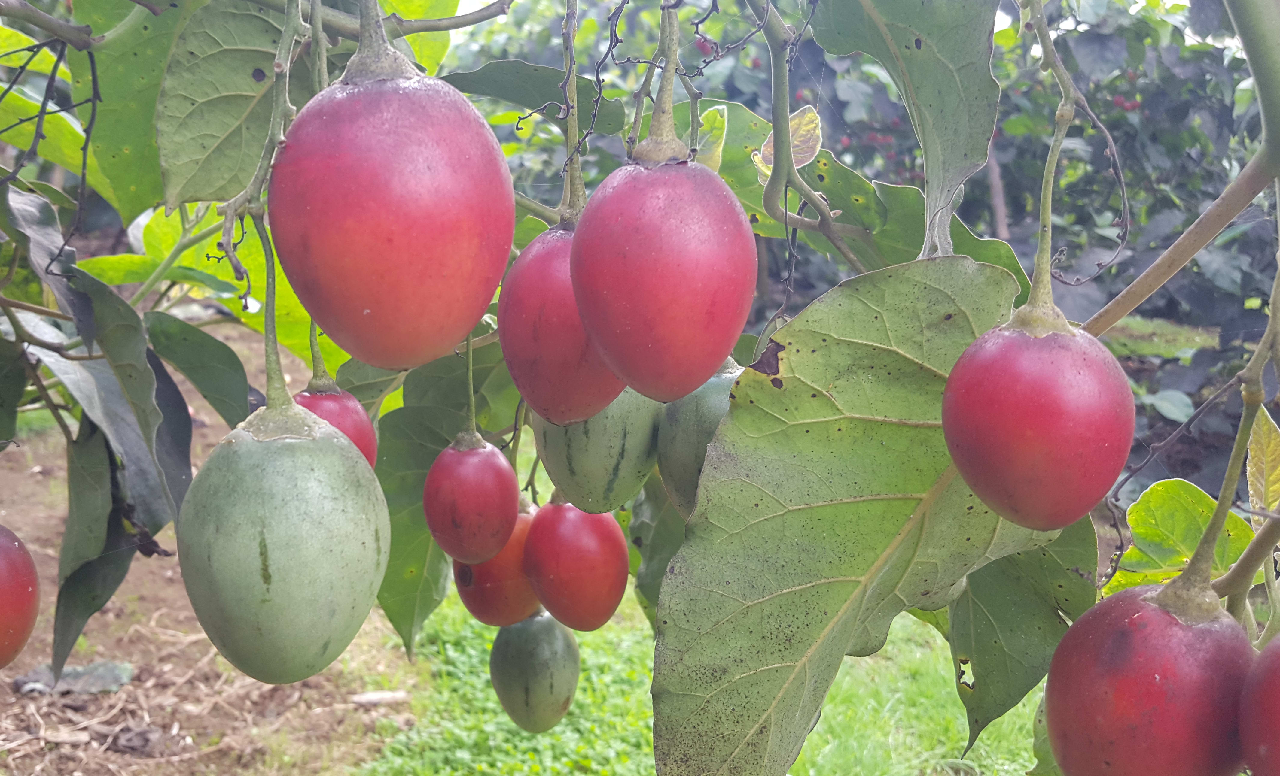 Tamarillo Jelly and Syrup | RNZ Recipes