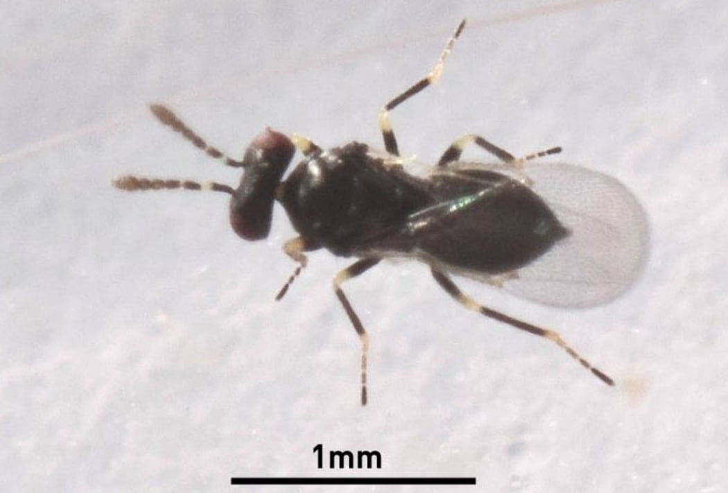 Tiny wasp introduced to kill crop-devastating pest | RNZ News