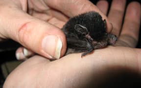 Scientists gain insights into long-tailed bat colonies at Pelorus | RNZ ...